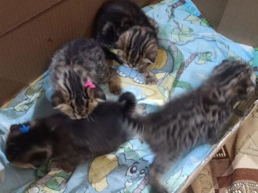 Шотландские вислоухие котята