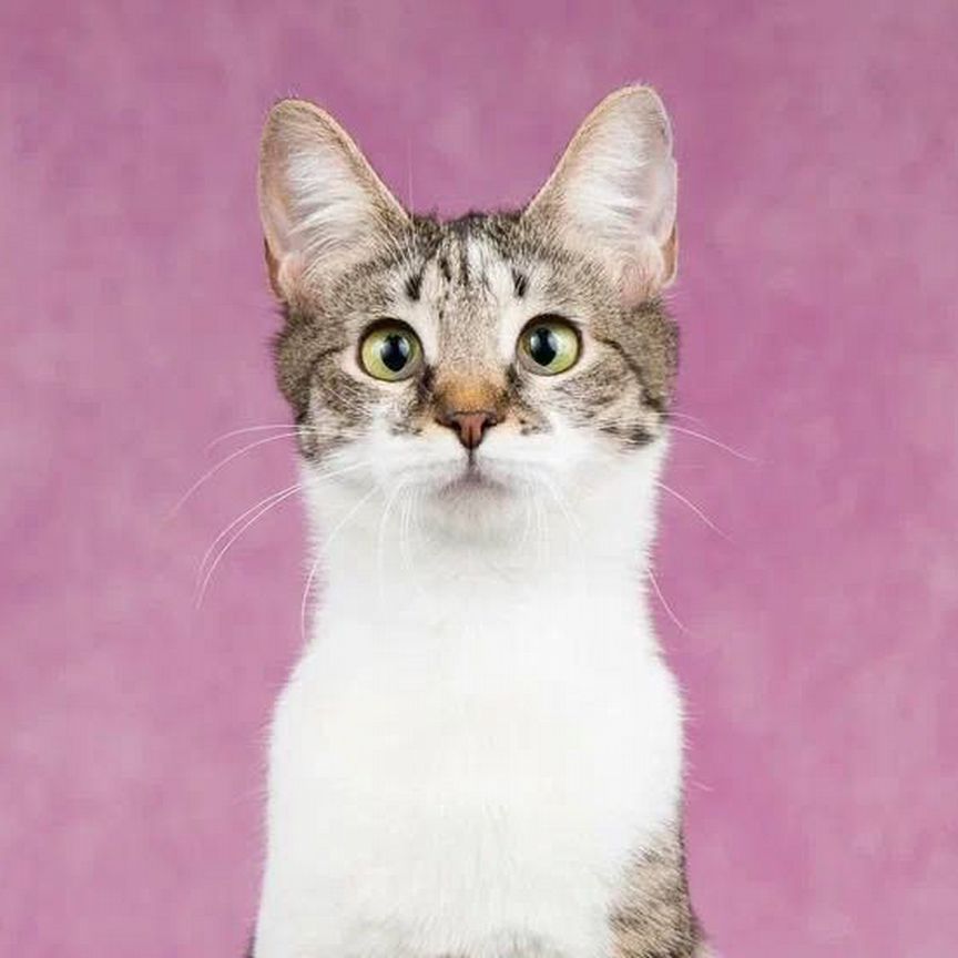 Милаша ждет своего хозяина