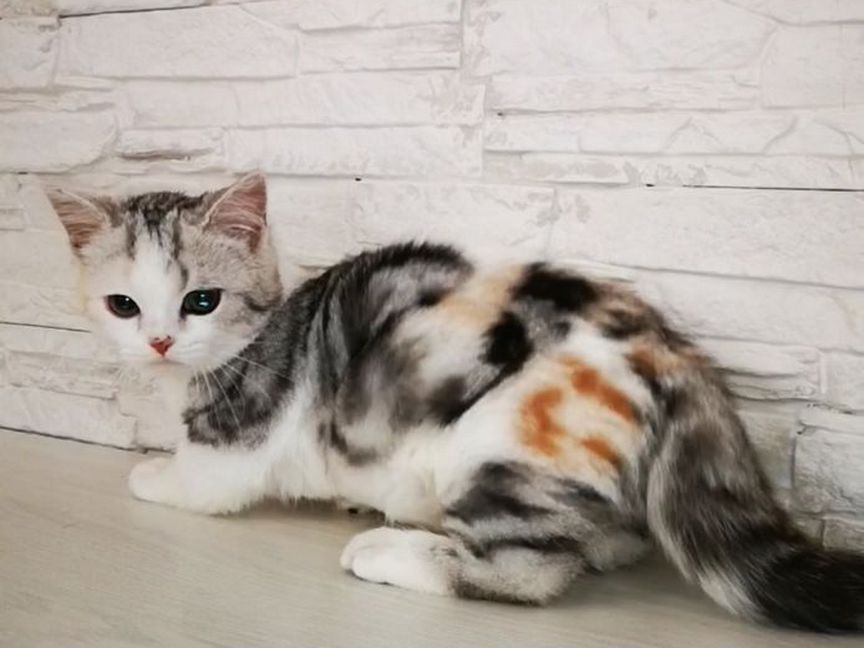 Яркая красотка на коротких лапках