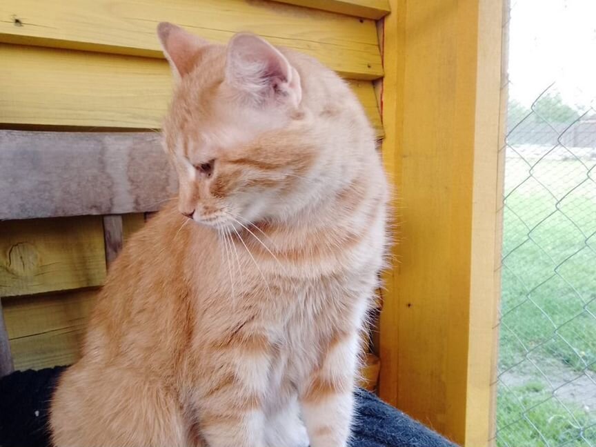 Рыжая ласковая кошечка нуждается в доме