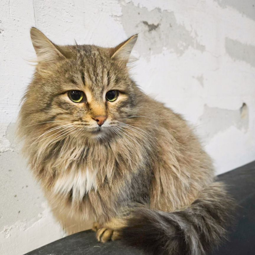 Котик в добрые руки мальчик