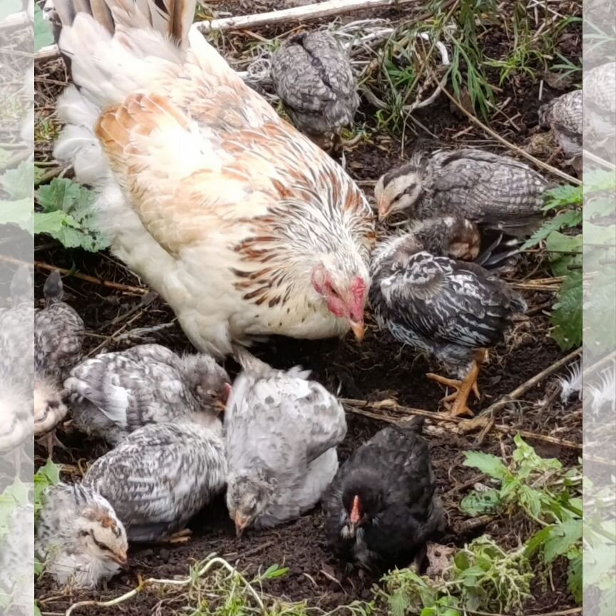 Клушка с цыплятами