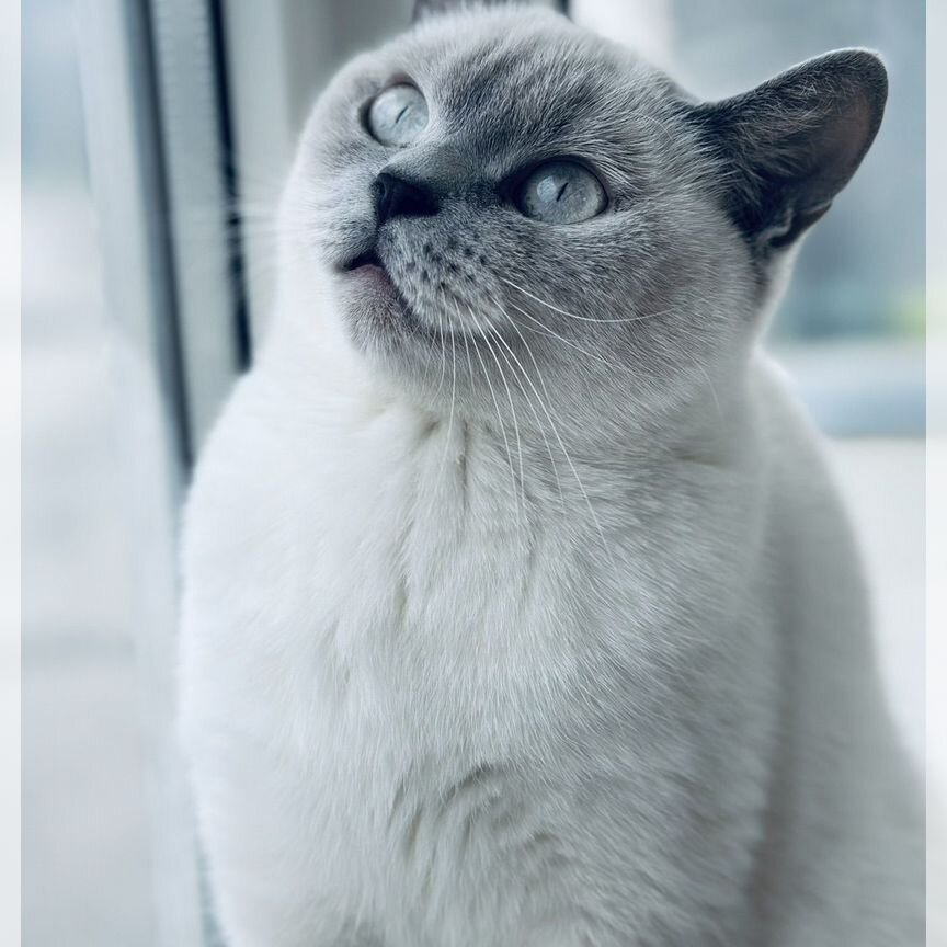 Ищем кота для кошки