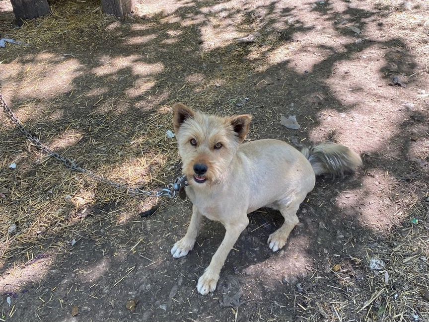 Маленькая собачка в добрые руки