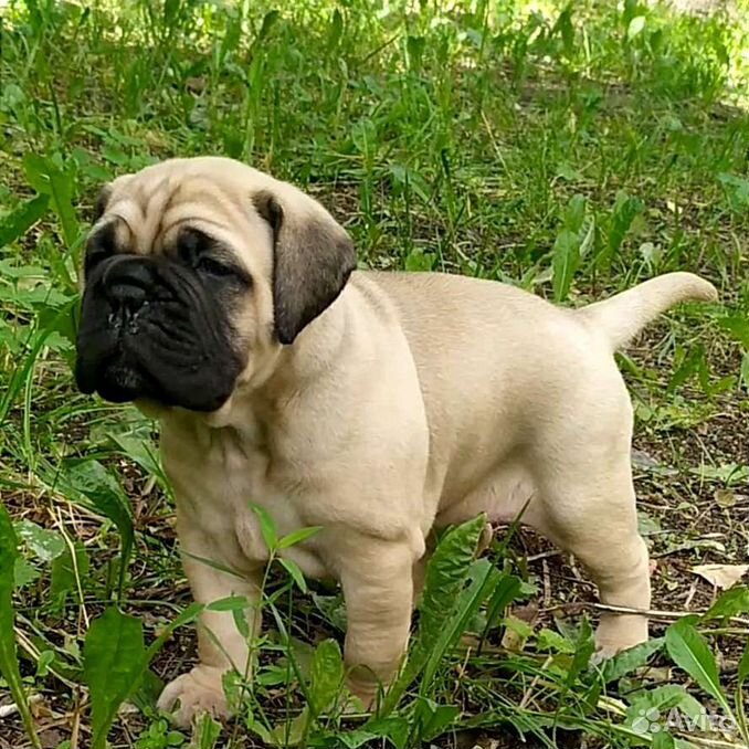 Маленький танк бульмастиф