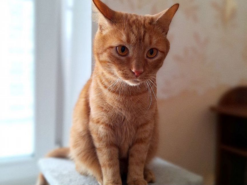 Кот Мультик в добрые руки