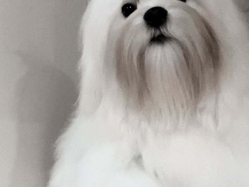 Подрощенный кобель мальтезе (РКФ)