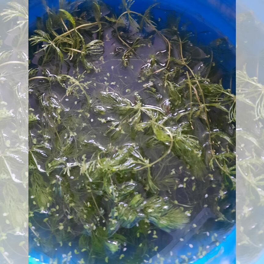 Аквариумная прополка