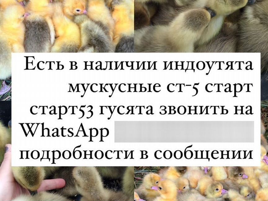 Мускусные утки гуси