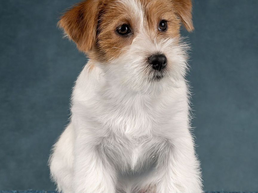 Щенок джек рассел терьер