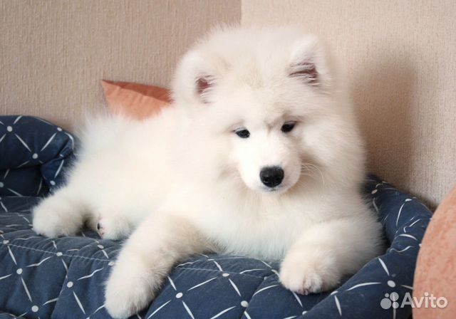Щенки самоеда