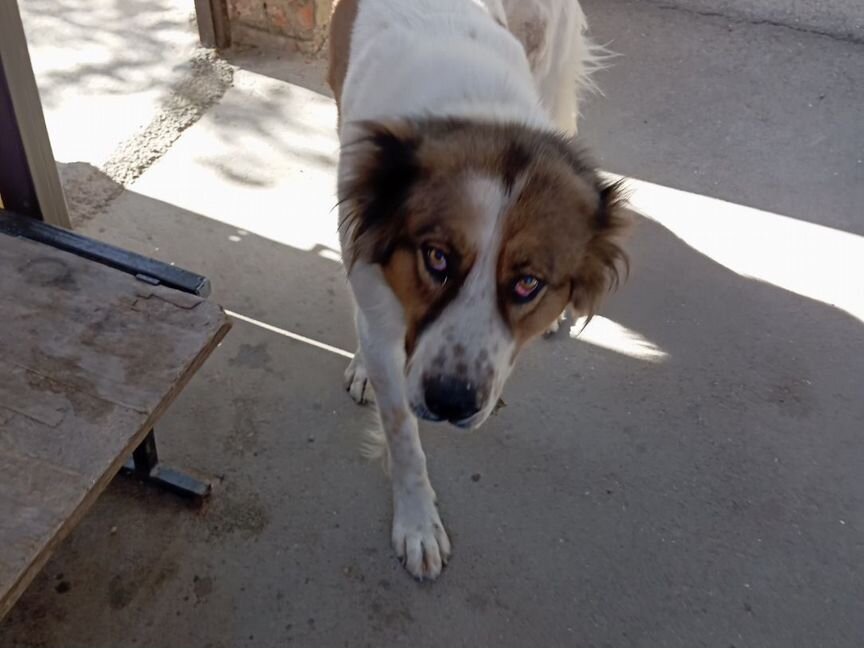 Найдена собака кавказец