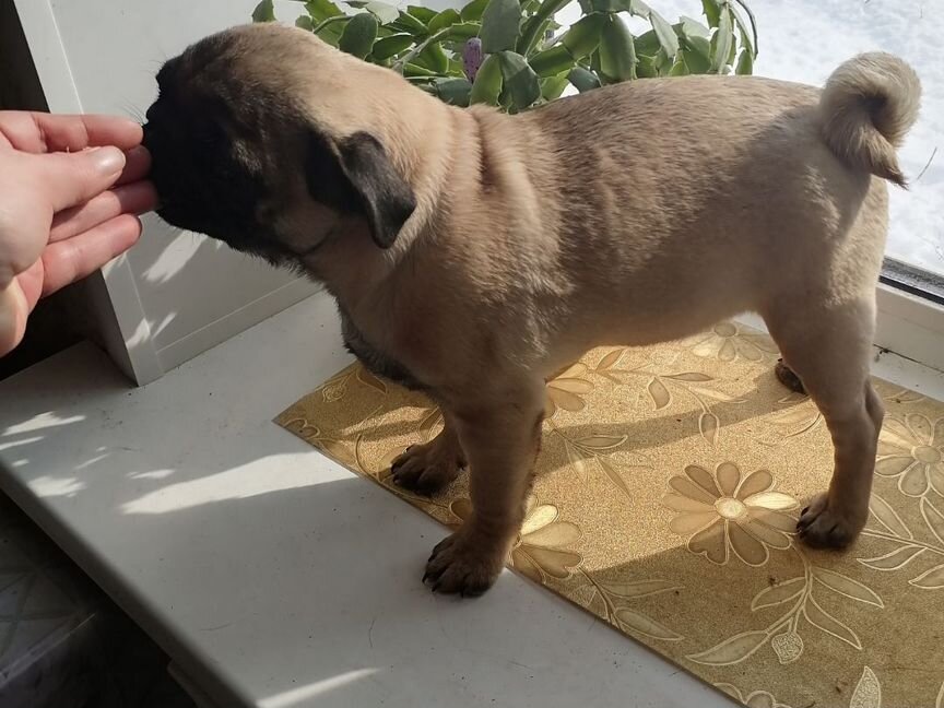 Мопс