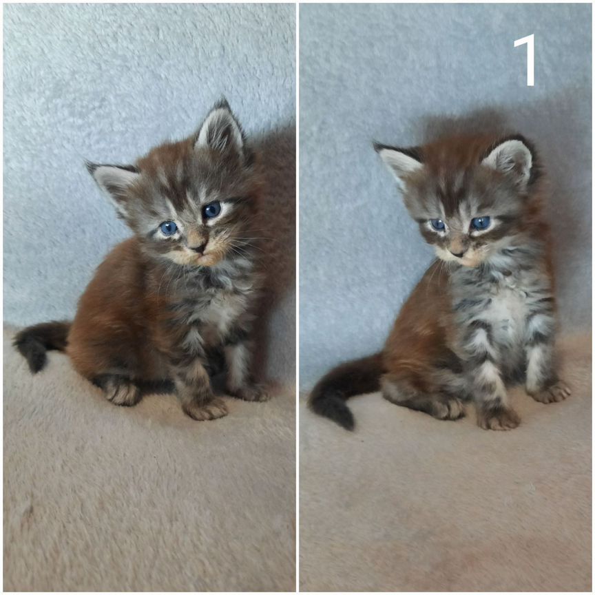 Котята Мейн-кун