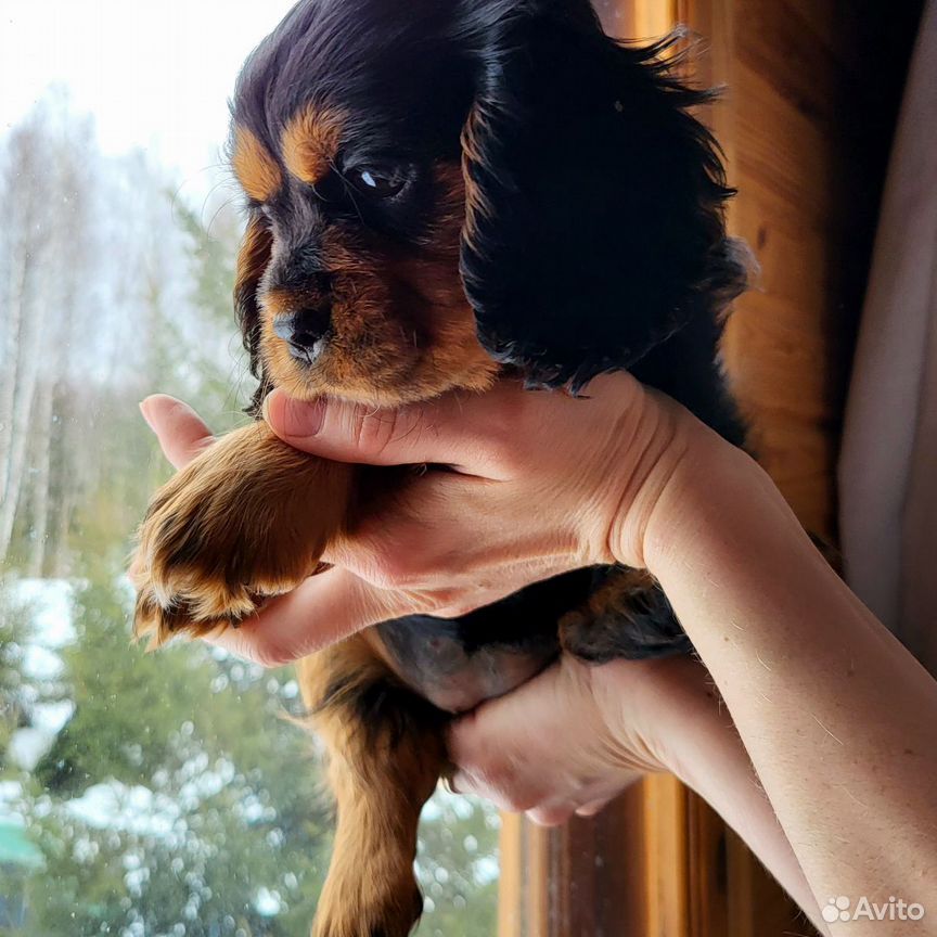 Щенок кавалер кинг чарльз спаниель