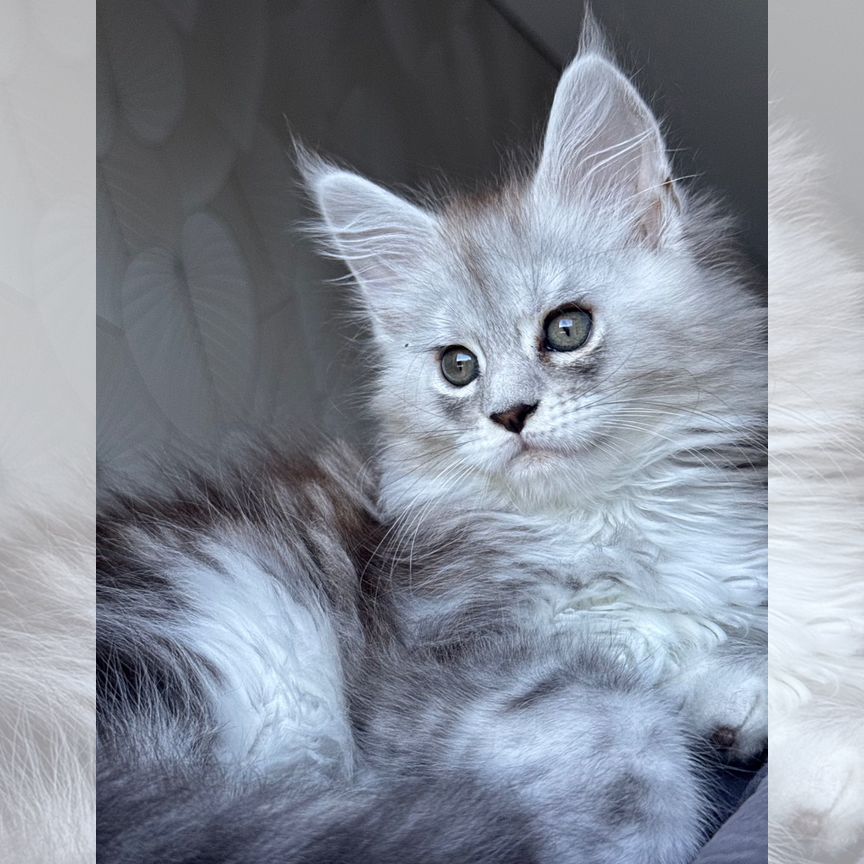 Мейн-кун котёнок