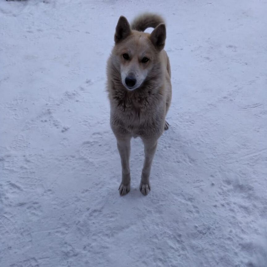 Лайка зсд. Сука 2 года