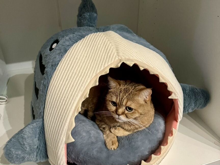 Шотландский кот в добрые руки
