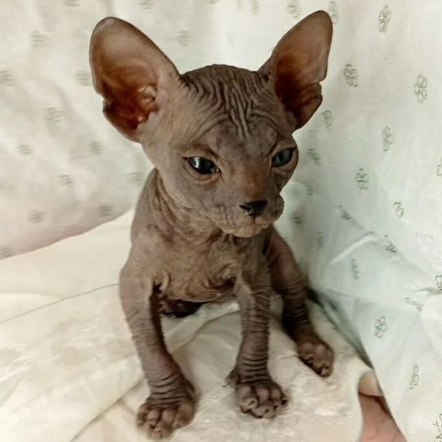 Донской сфинкс котёнок