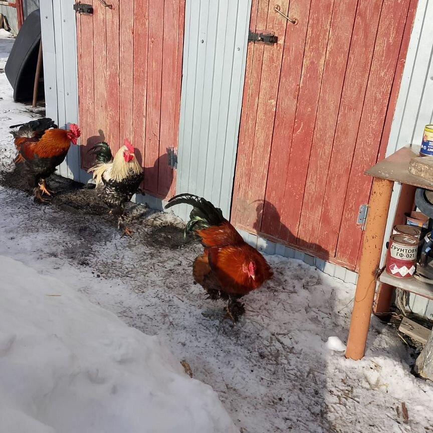 Куры петухи