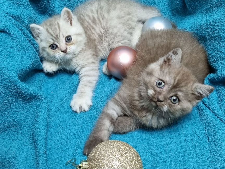 Шотландские котятки