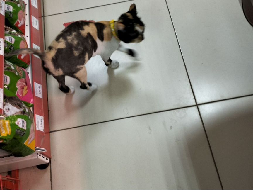 Кошка - потеряшка