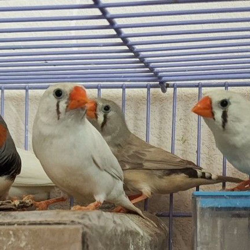 Белый амадин мальчик