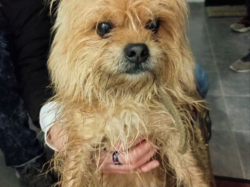 В поисках дома