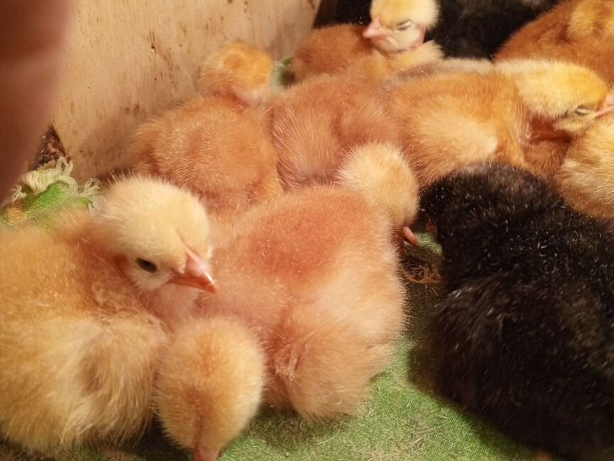 Цыплята голошейки, мастер грей,гриз бар