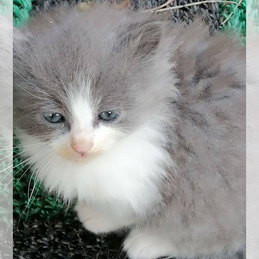 Котёнок в добрые руки