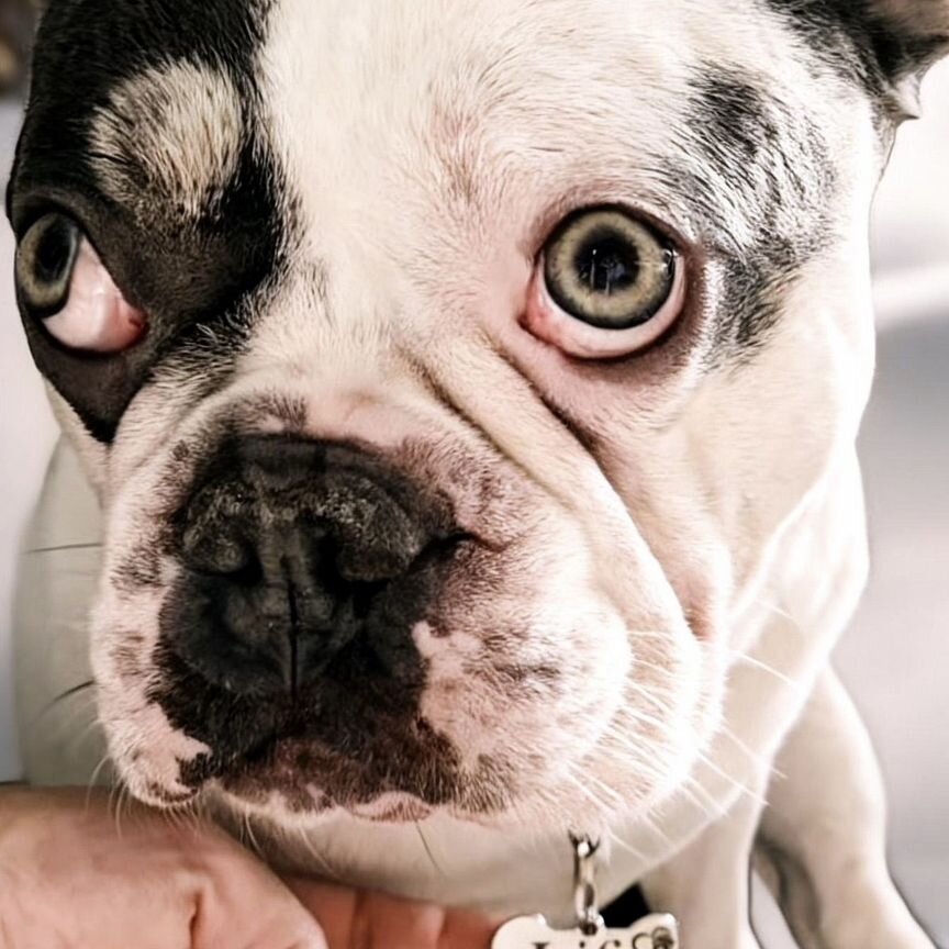 Адресник для животных с гравировкой