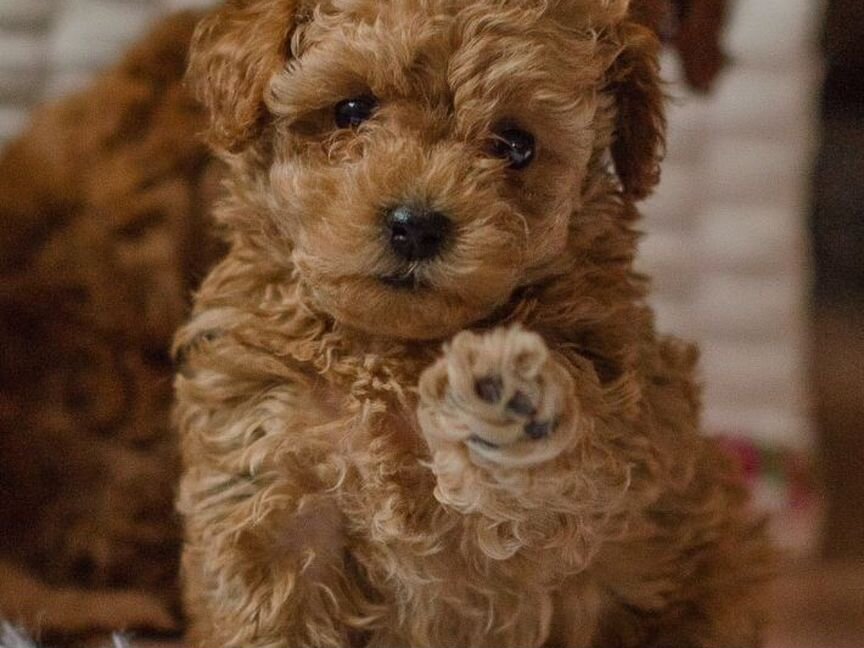 Той пудель щеночки
