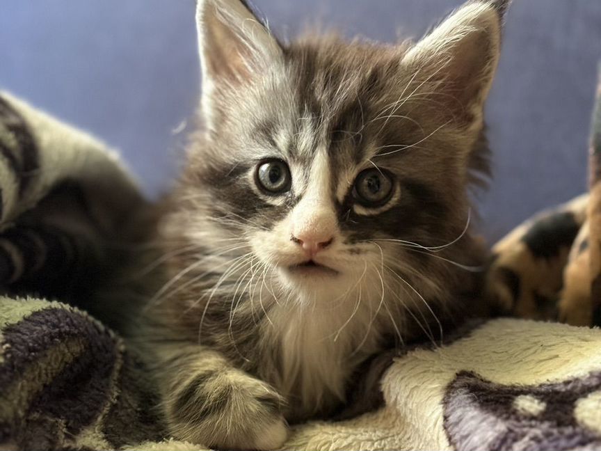 Котята мейн-кун