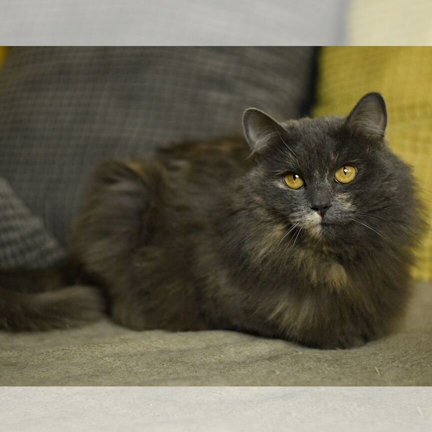 Взрослая, кошка в добрые руки