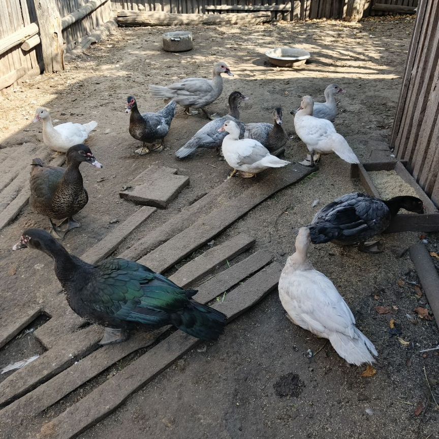 Индоутка мускусная утка