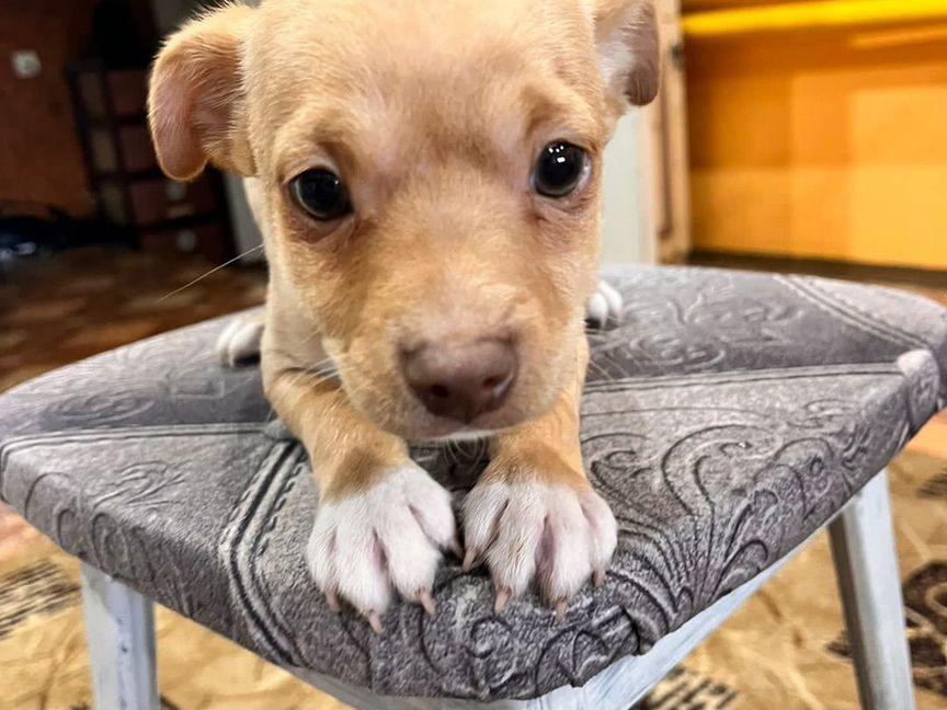 Той-терьер мальчик