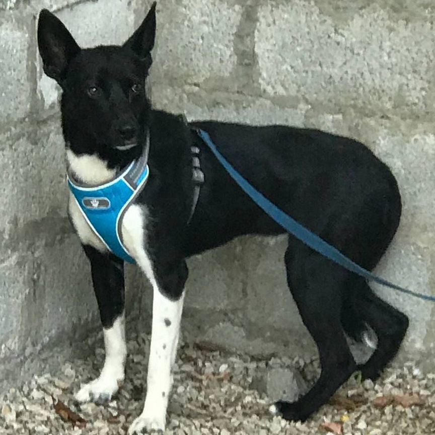 Бесплатно. Собака в добрые руки