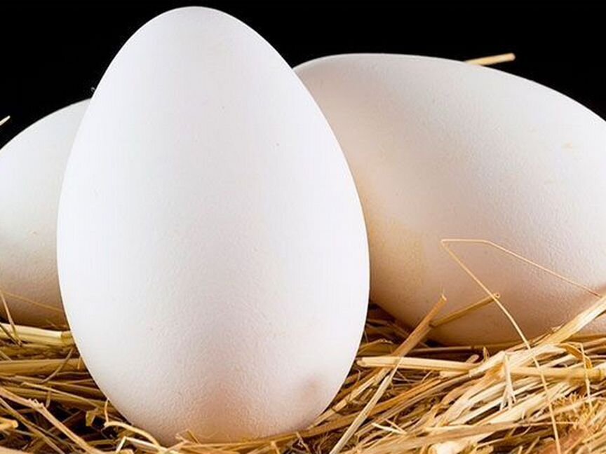 Утиные яйца для инкубации