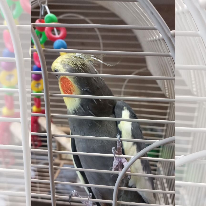 Попугай корелла мальчик 6 лет ручной с клеткой