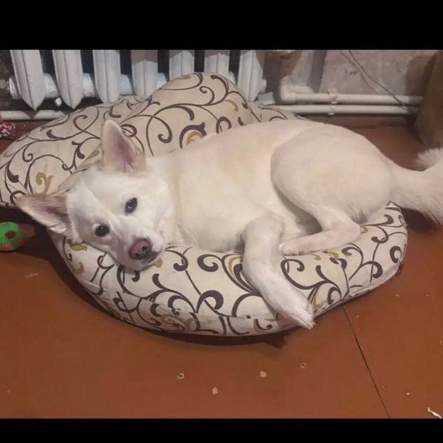 Лайка, взрослый пёс