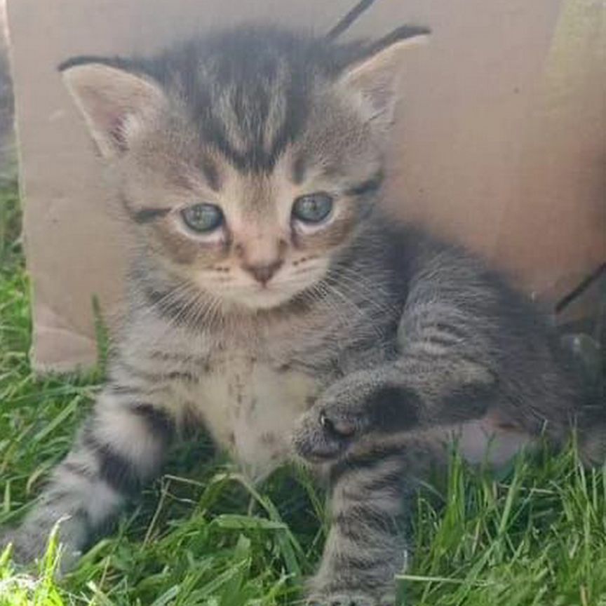 Продаю котёнка