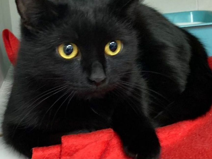 Кошка. Чёрная кошка. Пантера