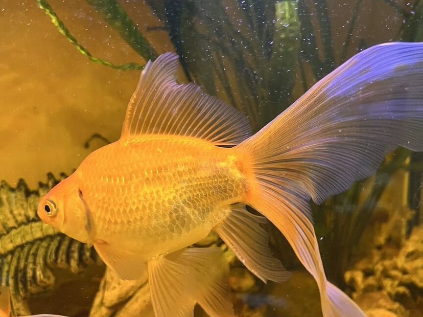 Золотая рыбка, Золотушка