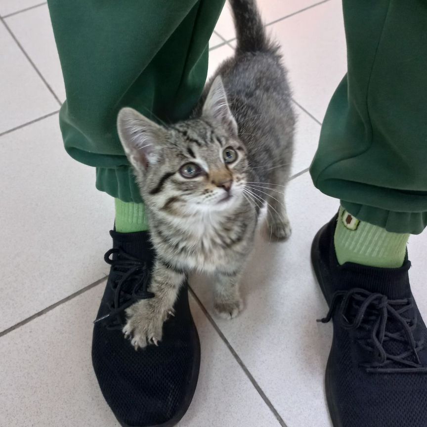 Котята в добрые руки бесплатно