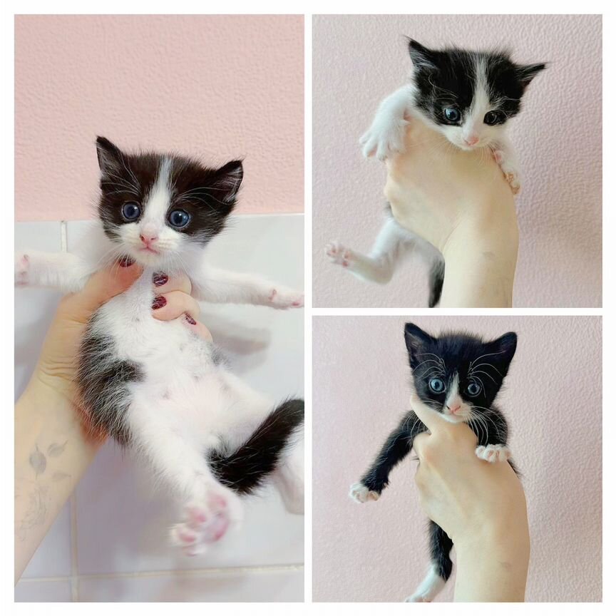 Меленькие котята в теплые ручки