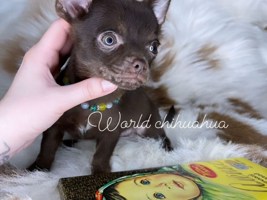 Luxury Мини Мальчишка