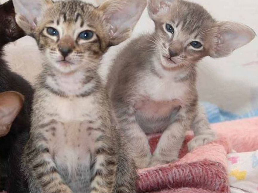 Котята