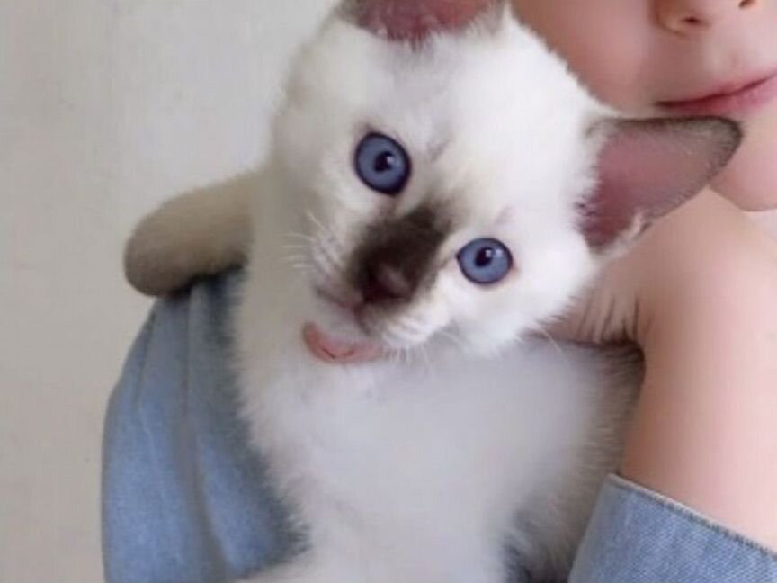 Тайские котята