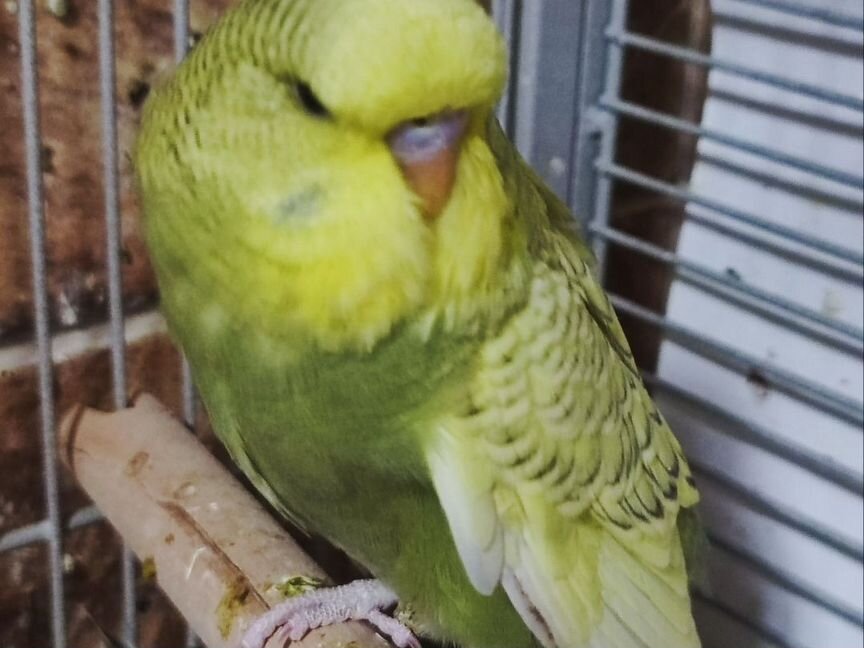 Выставочный волнистый попугай, самец