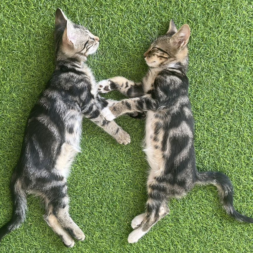 Котята в добрые руки бесплатно мальчики